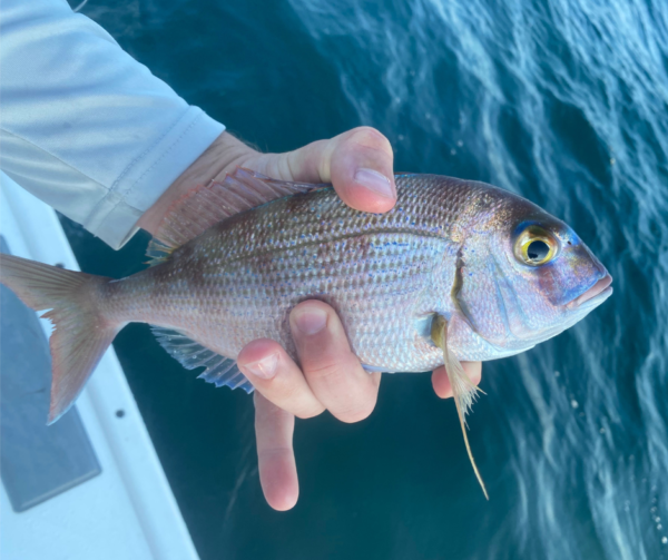 Fishing for Red Snapper in Destin Florida: Tips to Catch More Fish